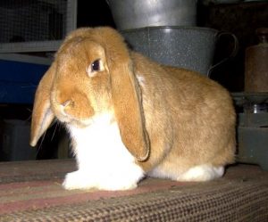 Deutsche Widder – Kaninchenzucht.De