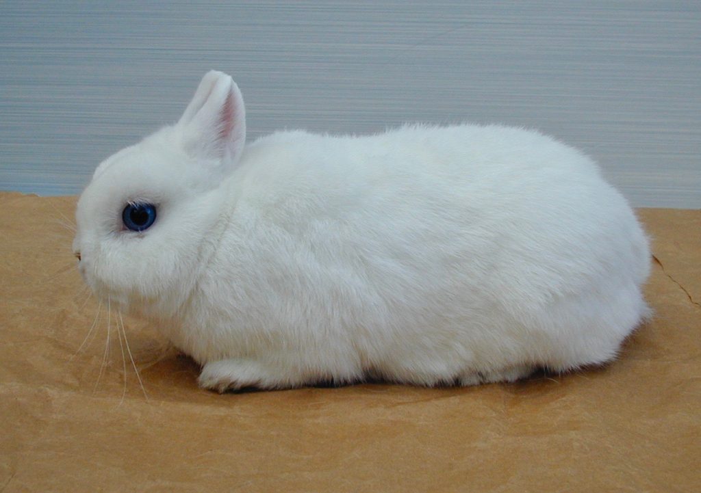 Hermelin – Kaninchenzucht.De