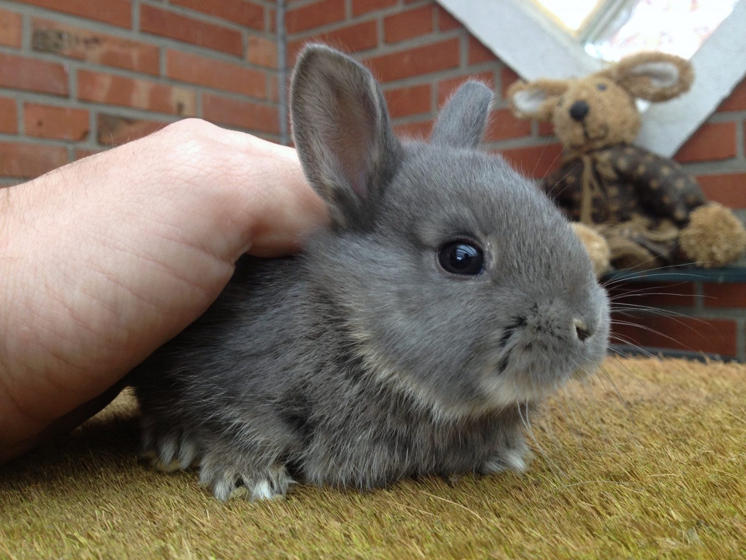 Perlfeh-Baby und Strohpuppe – Kaninchenzucht.De